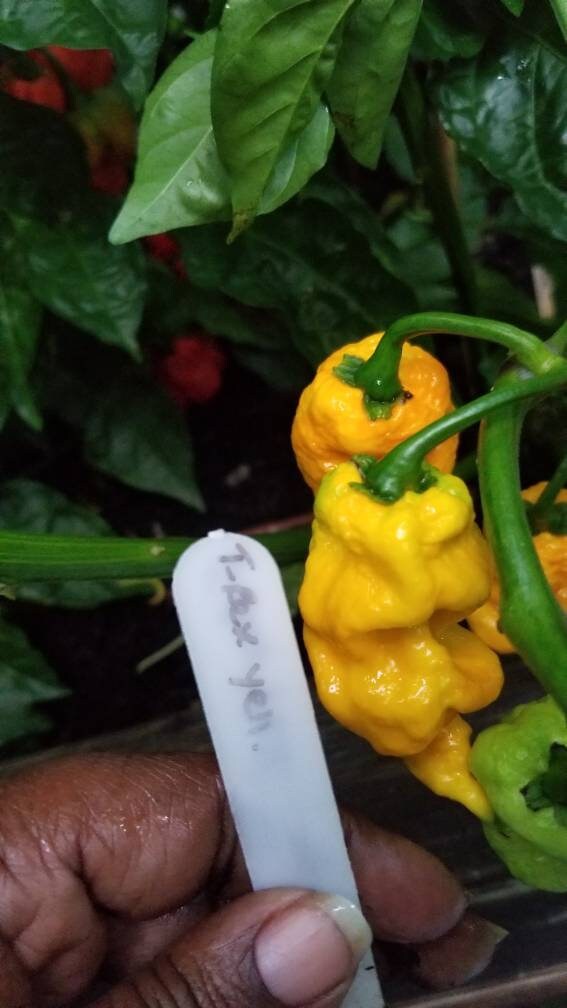 T-rex Yellow Pepper Seeds - Etsy