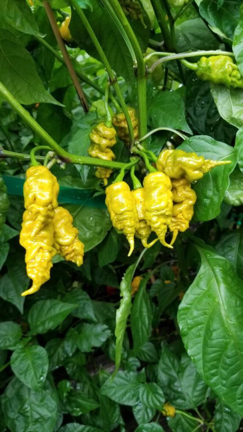 T-rex Mustard Pepper Seeds - Etsy