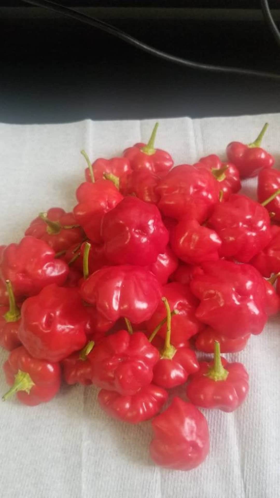 Brazilian Starfish (red) Pepper Seeds - Etsy