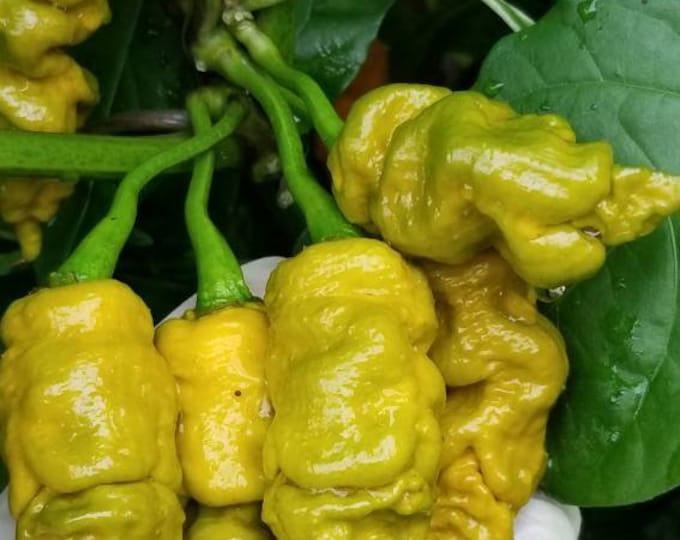 T-rex Mustard Pepper Seeds - Etsy