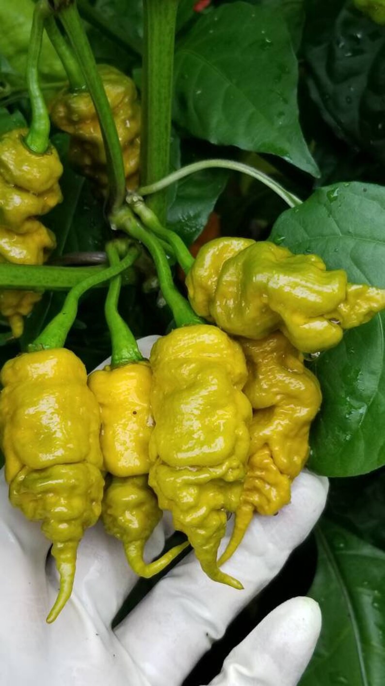 T-rex Mustard Pepper Seeds - Etsy