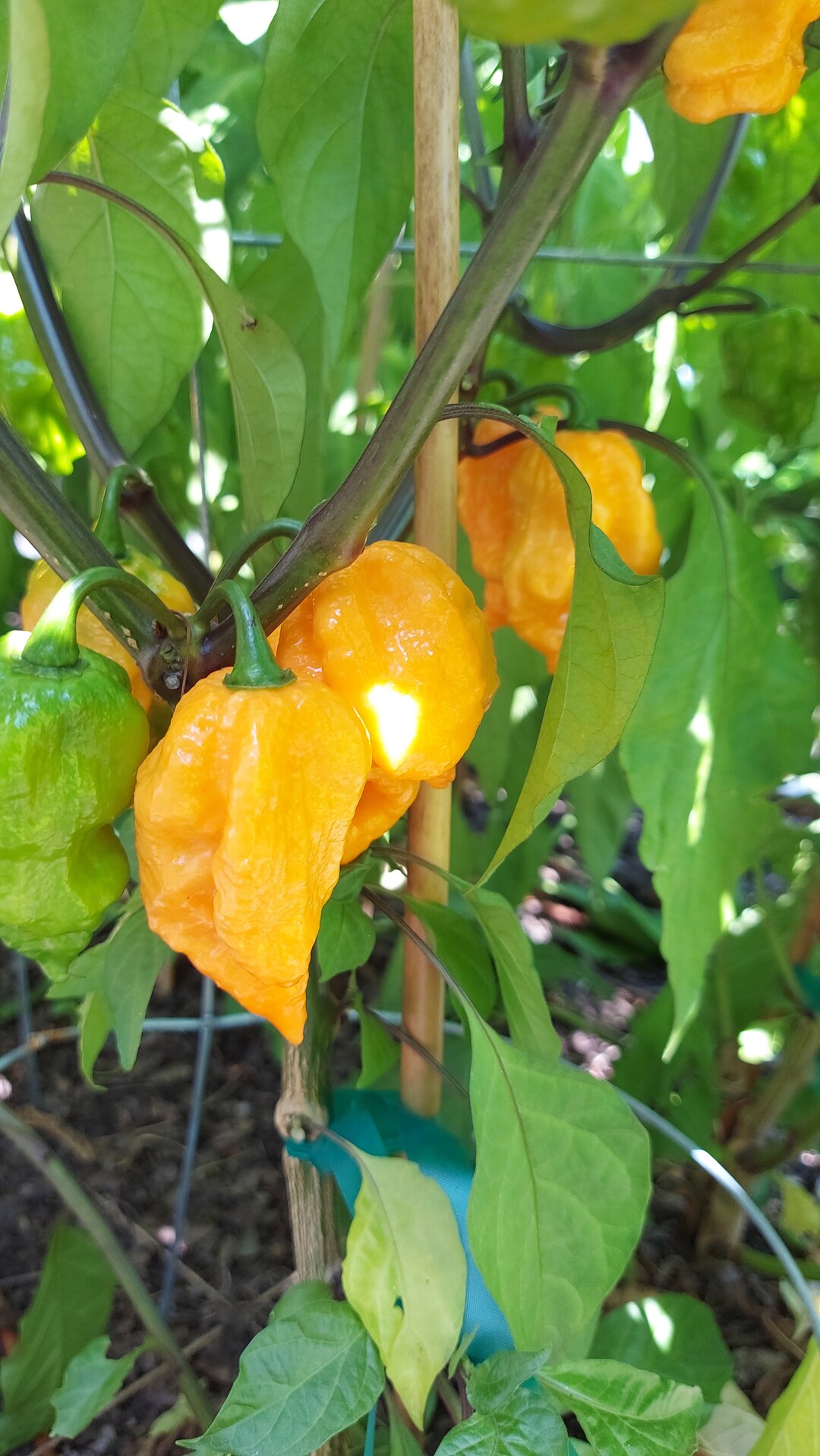 7 Pot Primotalii Orange Pepper Seeds - Etsy
