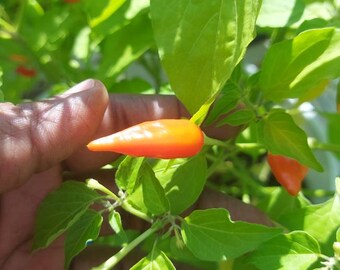 Inca Surprise Pepper Seeds 25-50 Seeds - Etsy