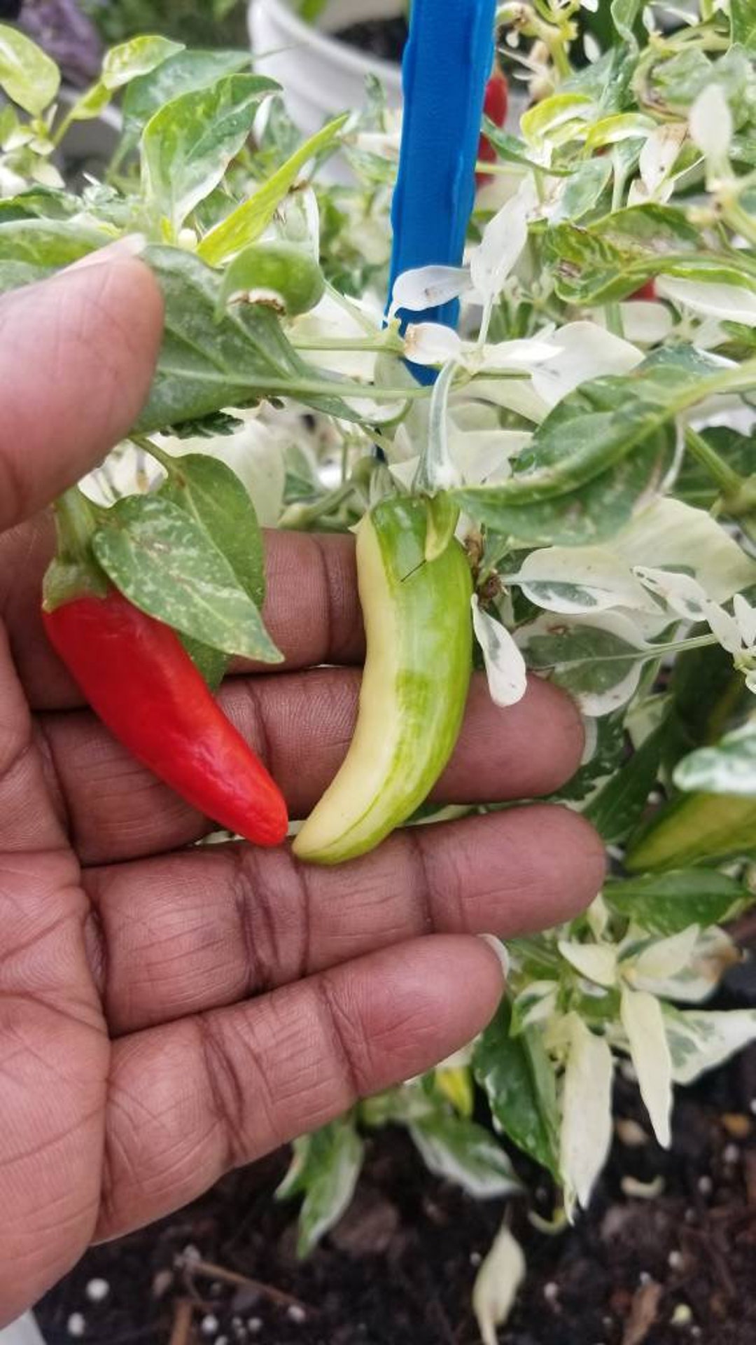 Fish Pepper Seeds (organic) - Etsy