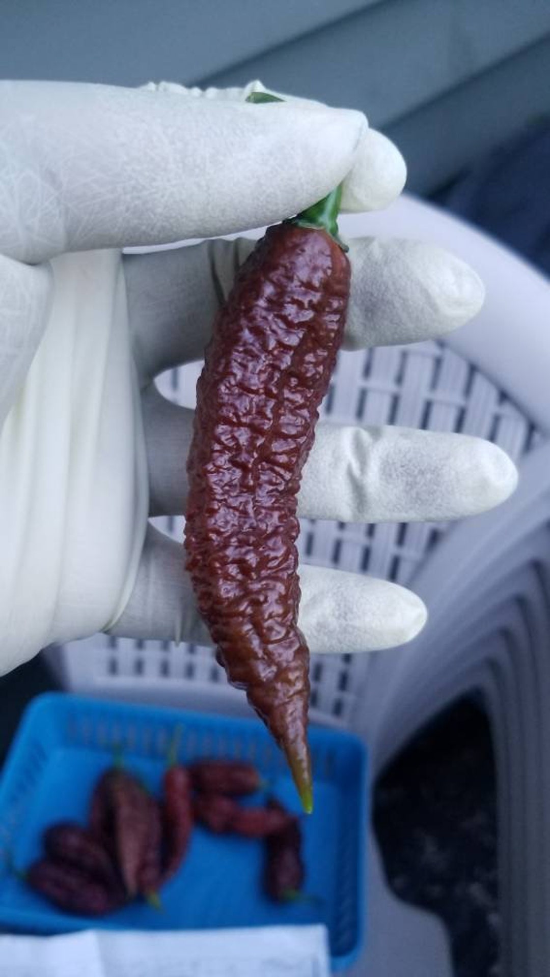 Chocolate Ghost Gnarly Pepper Seeds - Etsy