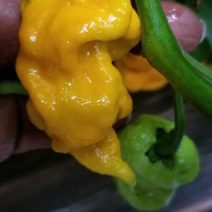 T-rex Yellow Pepper Seeds - Etsy