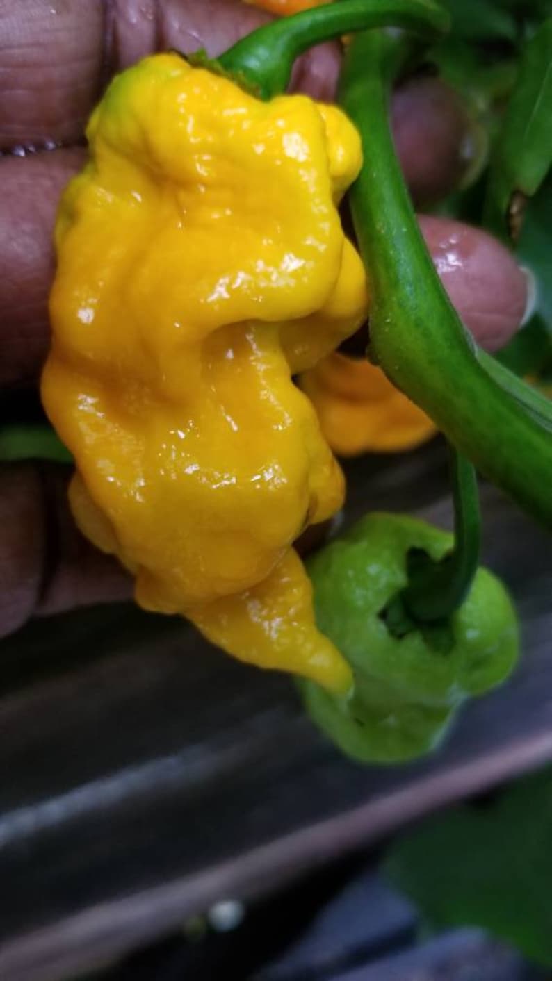 T-rex Yellow Pepper Seeds - Etsy