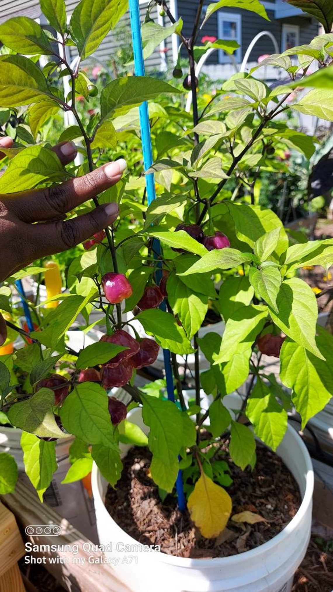 CGN 21500 Pepper Seeds - Etsy