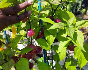 Sunset Peach CGN 21500 Hot Pepper Premium Seed Packet More - Etsy