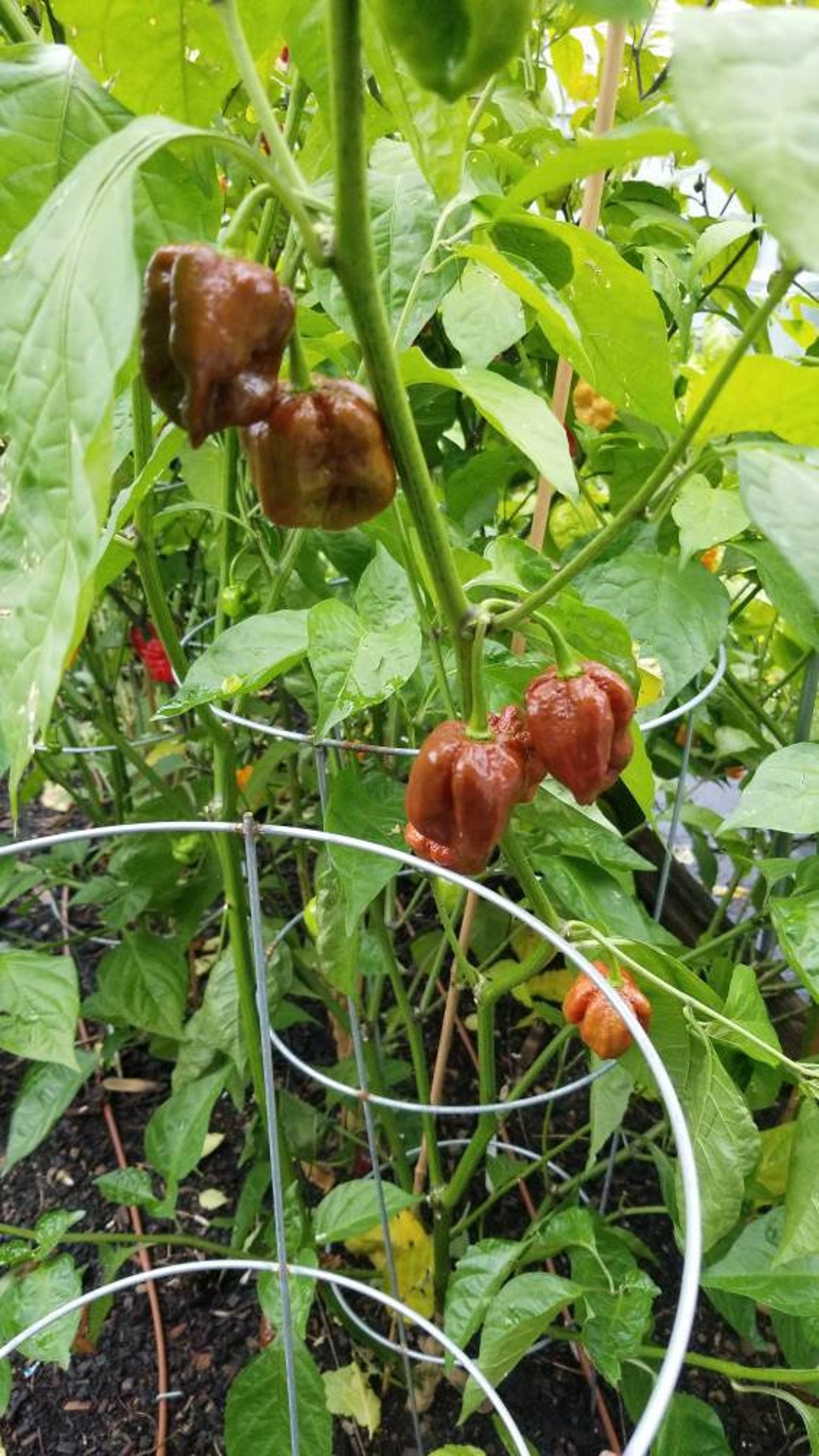 Chocolate Carolina Reaper Pepper Seeds - Etsy