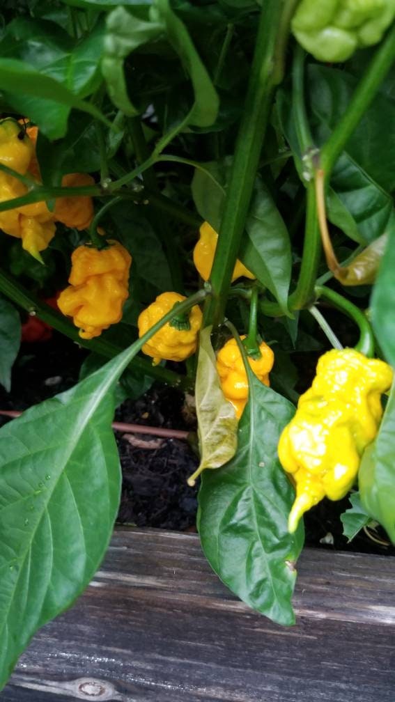 T-rex Yellow Pepper Seeds - Etsy