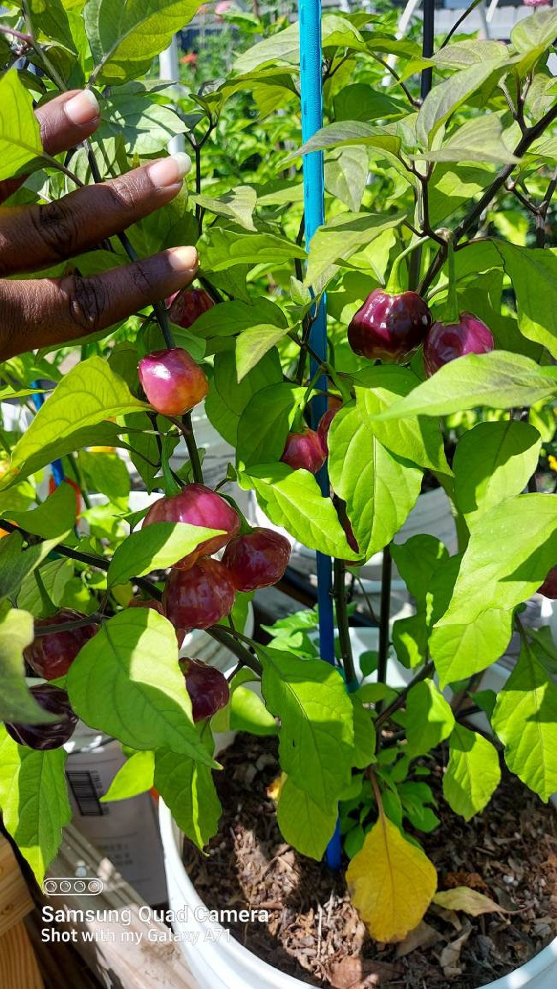 CGN 21500 Pepper Seeds - Etsy