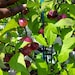 CGN 21500 Pepper Seeds - Etsy