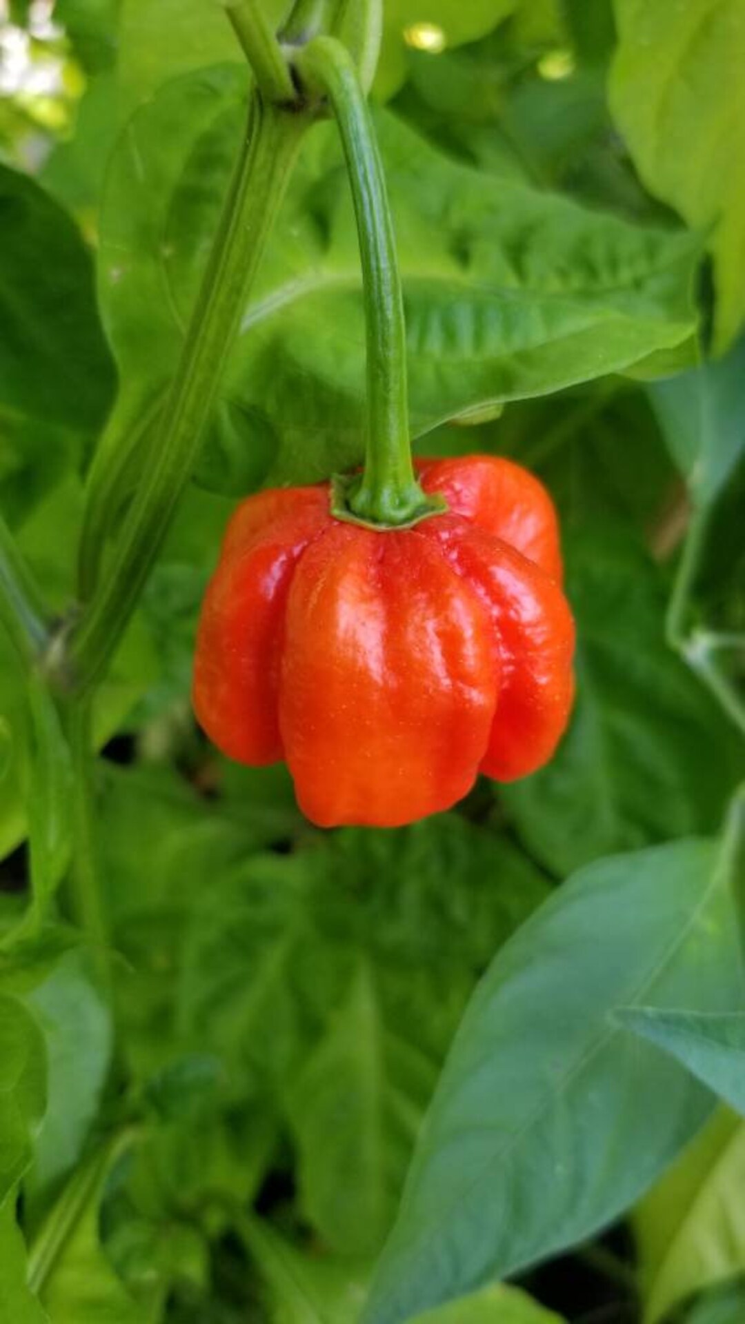 Scotch Brain Red Seeds - Etsy