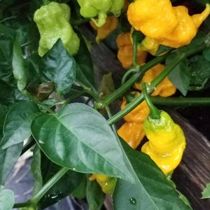 T-rex Yellow Pepper Seeds - Etsy