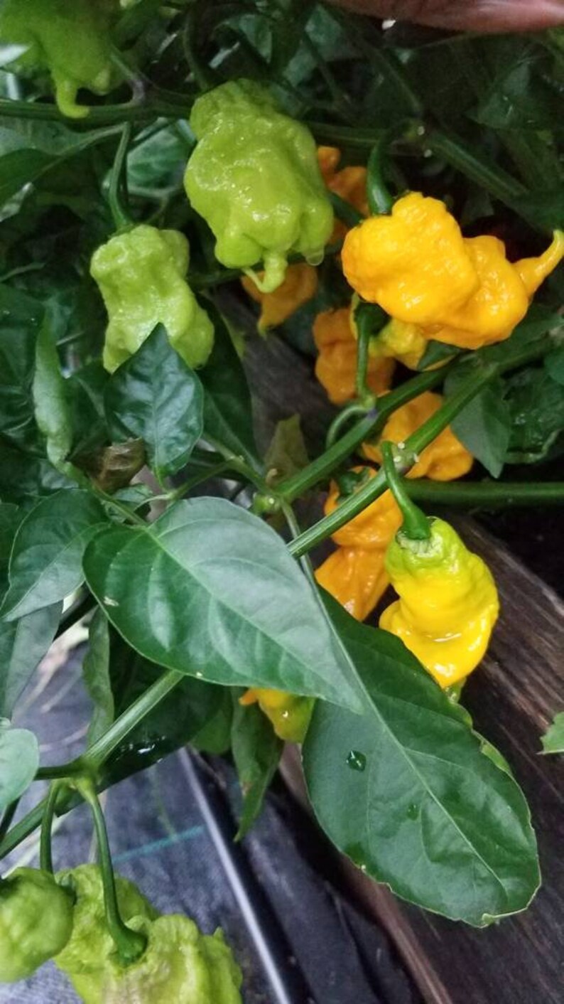 T-rex Yellow Pepper Seeds - Etsy
