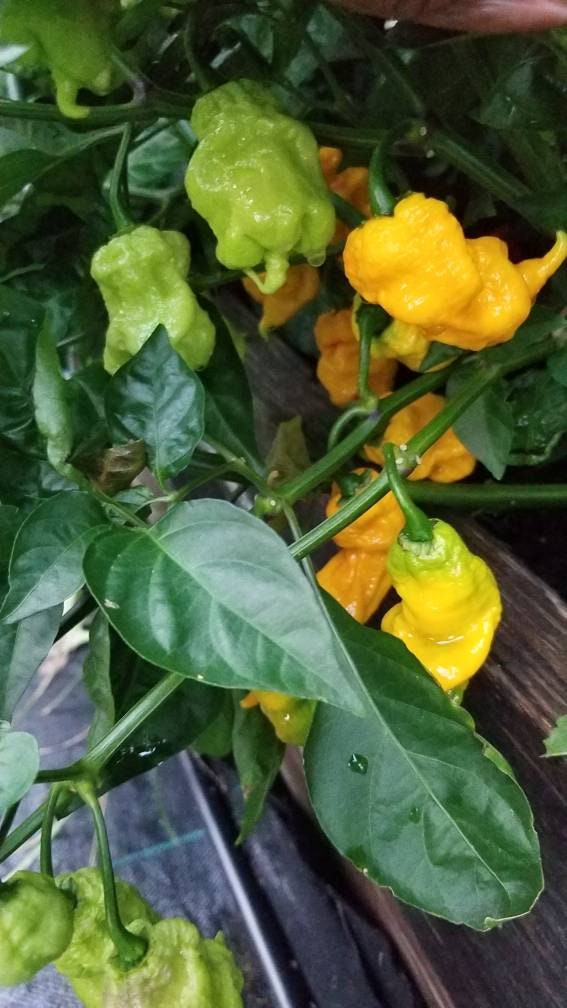 T-rex Yellow Pepper Seeds - Etsy