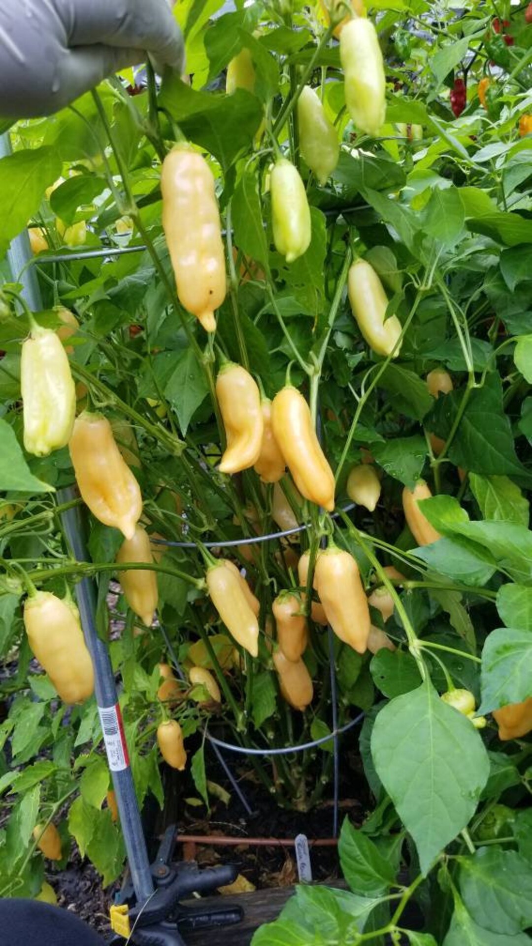 Sugar Rush Peach Pepper Seeds - Etsy