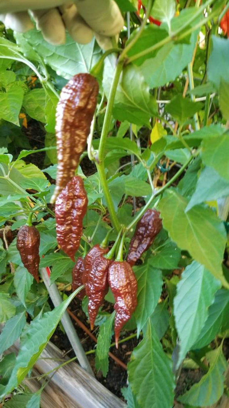 Chocolate Ghost Gnarly Pepper Seeds - Etsy