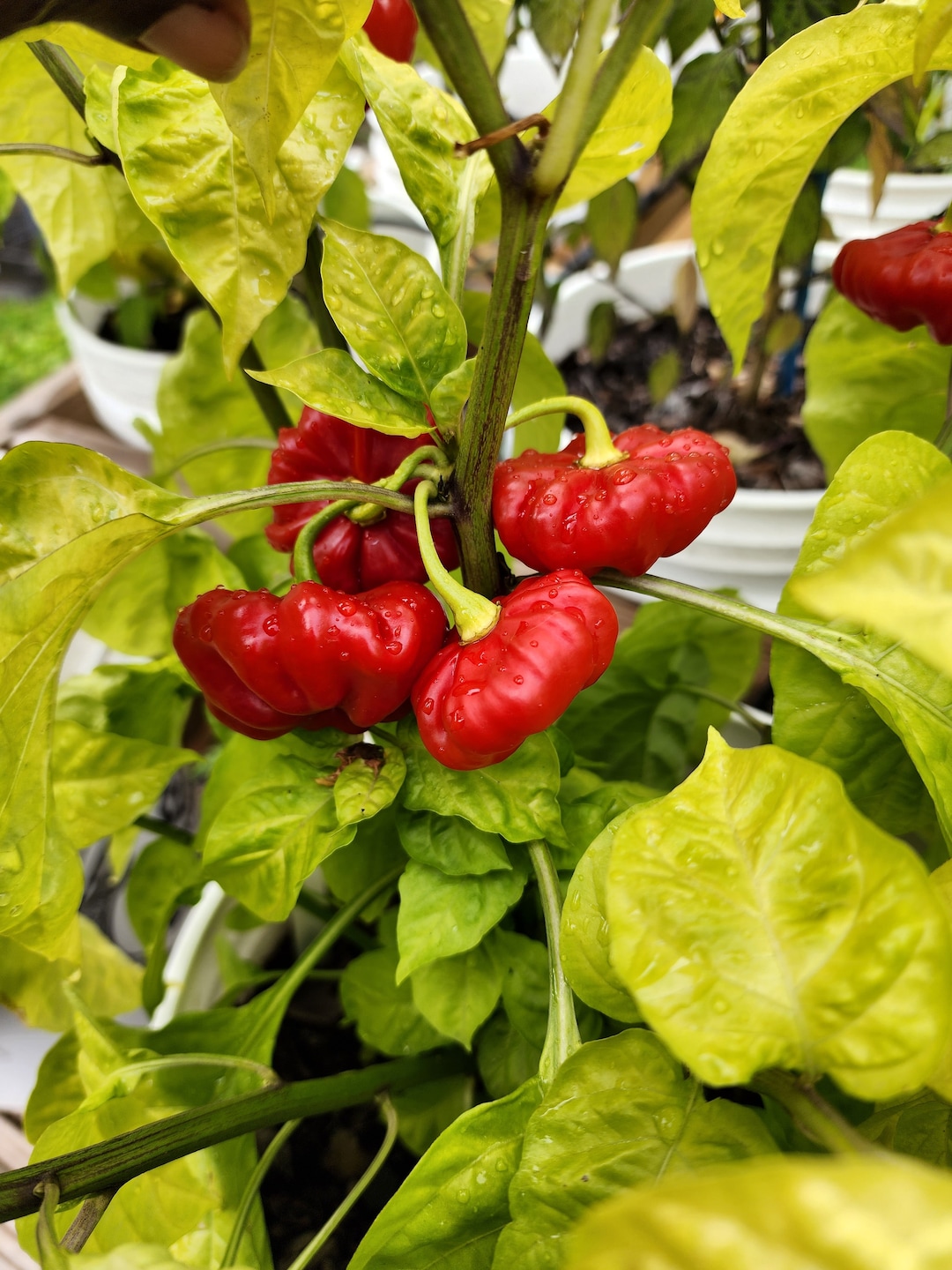 Aji' Cachucha Pepper Seeds - Etsy