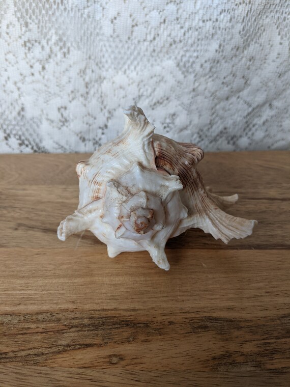 Conch Shell | Etsy