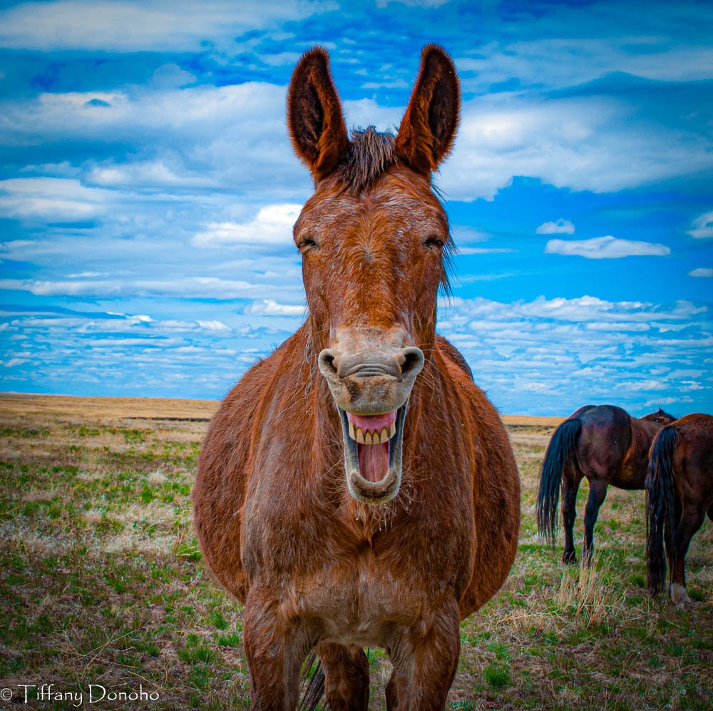 Smiling Mule