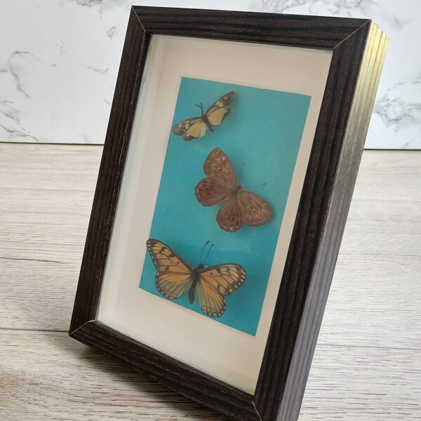 Framed Butterflies - Etsy