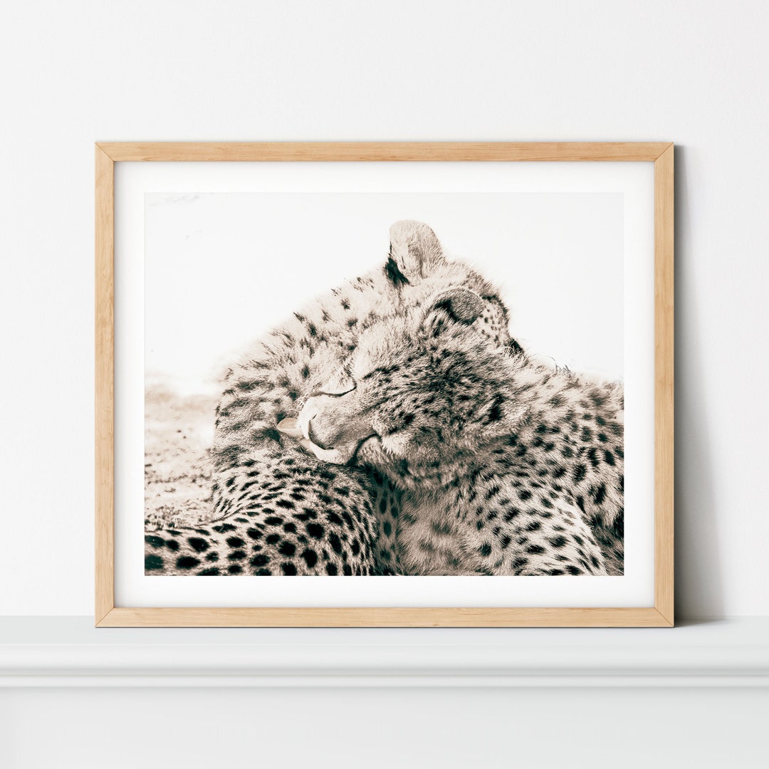 Cheetahs Digital Download, African Animals Ideas, Best African Wildlife ...