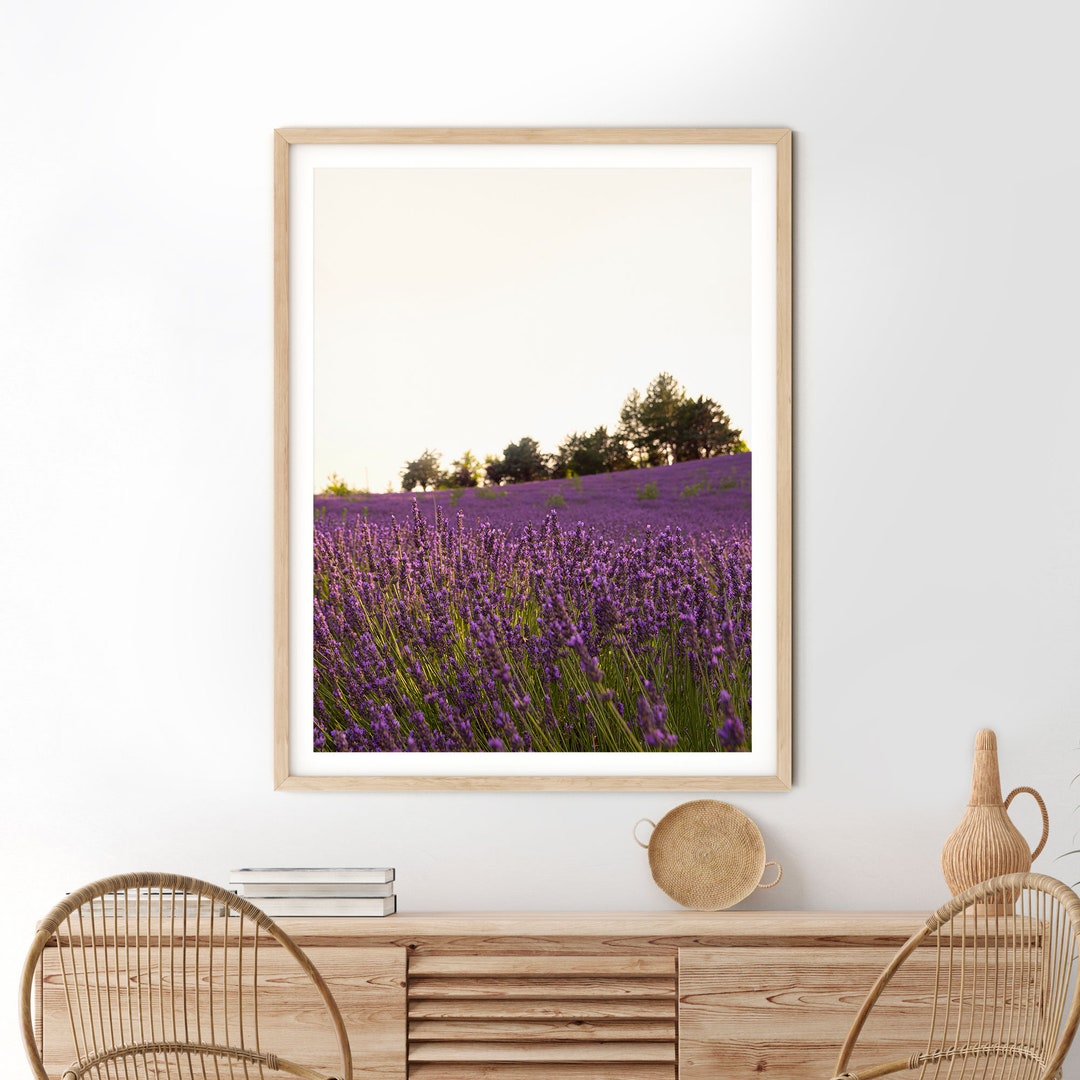 Provence Lavender Photo, Lavender Field Print Art, French Provence ...