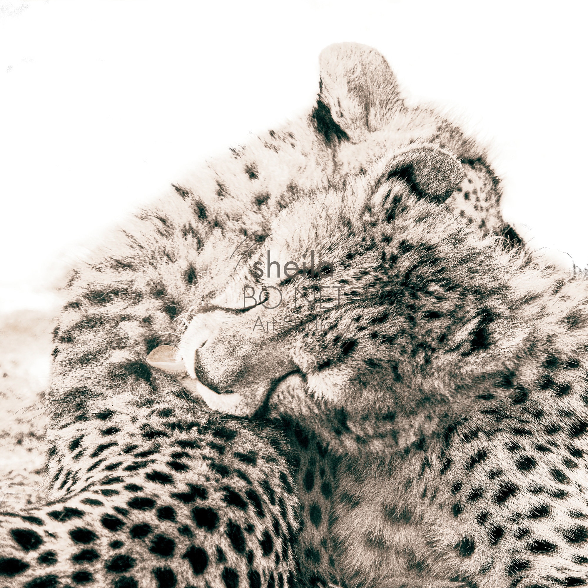 Cheetahs Art Print for a Wildlife Decoration. Cheetah Wall Art for ...