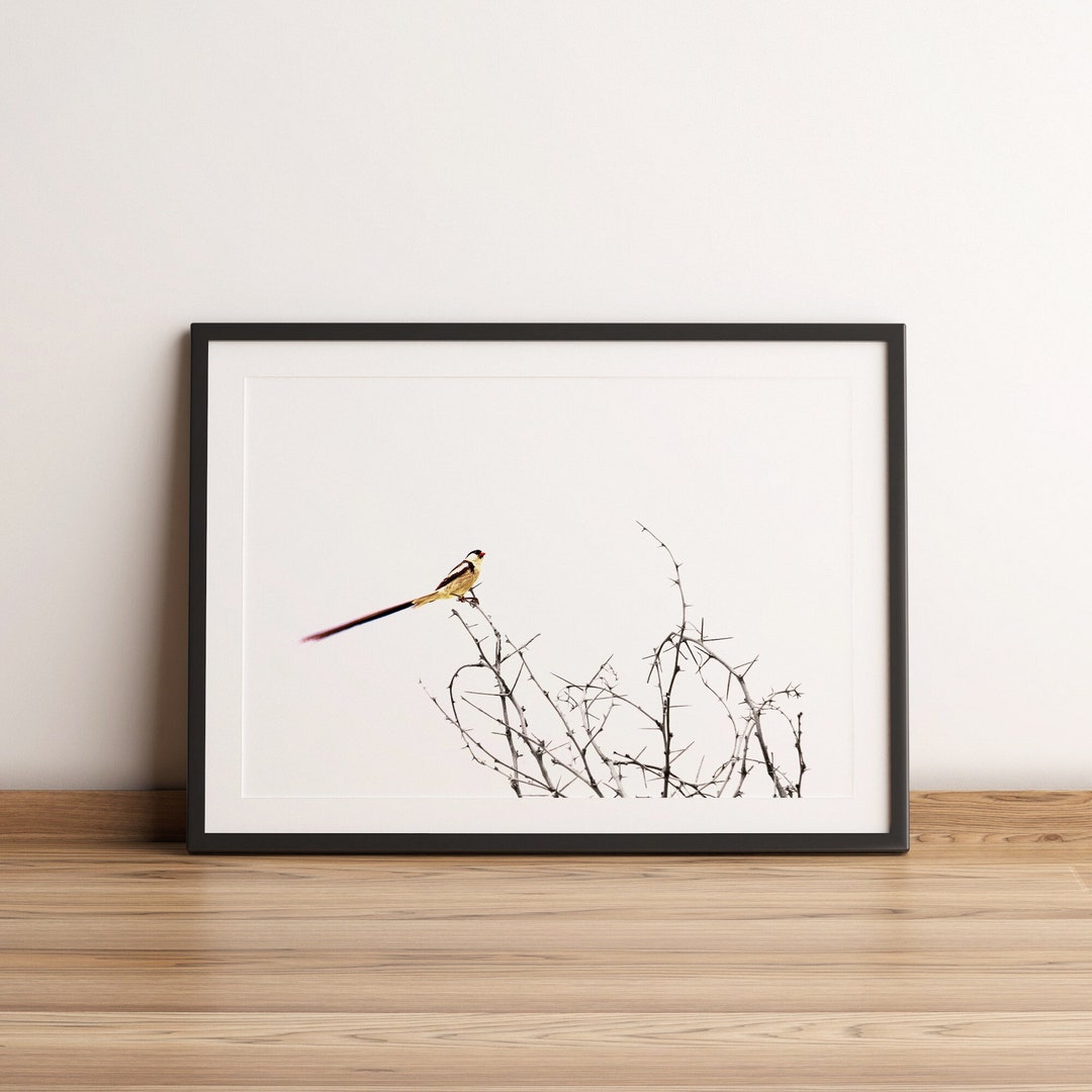 Printable Bird Wall Art for Minimal Decoration, Songbird Photography ...