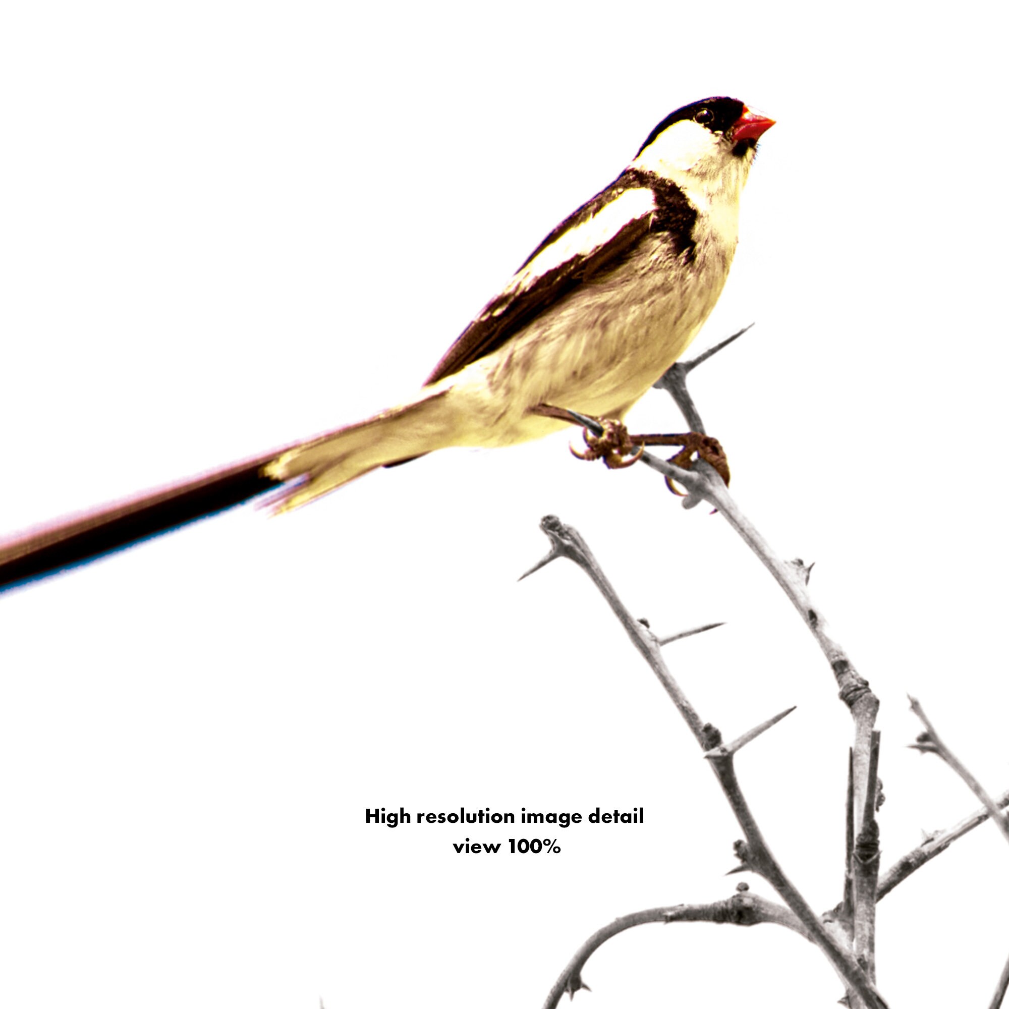 Pintail Whydah Bird Photo Songbird Photo Print Bird - Etsy