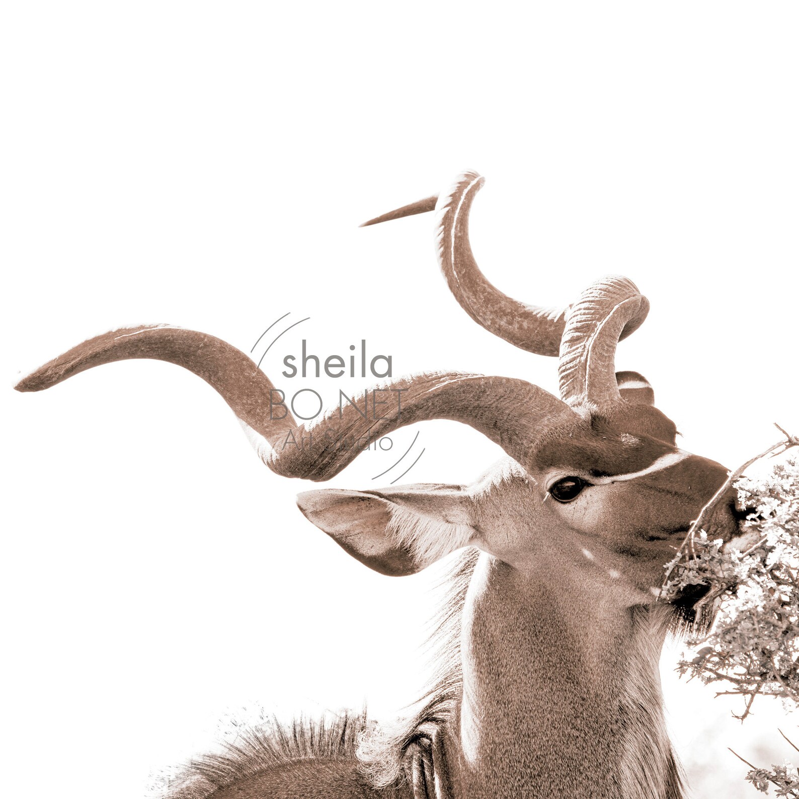 Printable Kudu Art Print. Kudu Wall Art for Living Room Decor. - Etsy