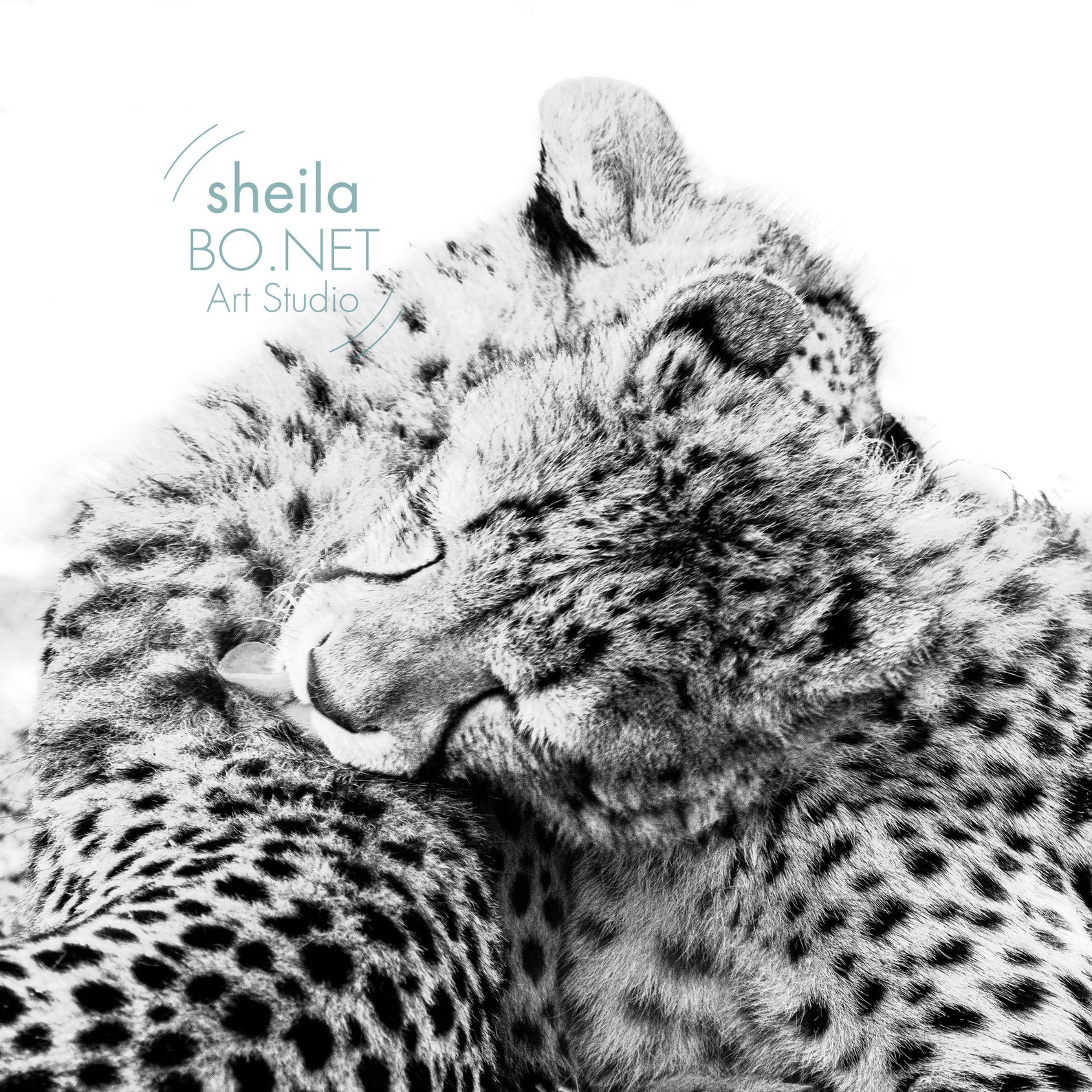 Two Cheetahs Wall Art, Cheetah Print Art in Black and White, African ...