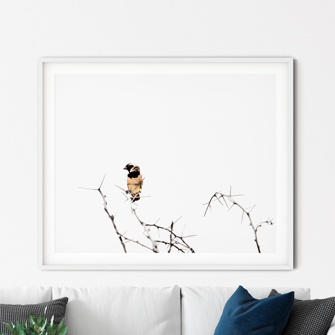 Sparrow Bird Photo Print, South Africa Nature Photography (digital ...