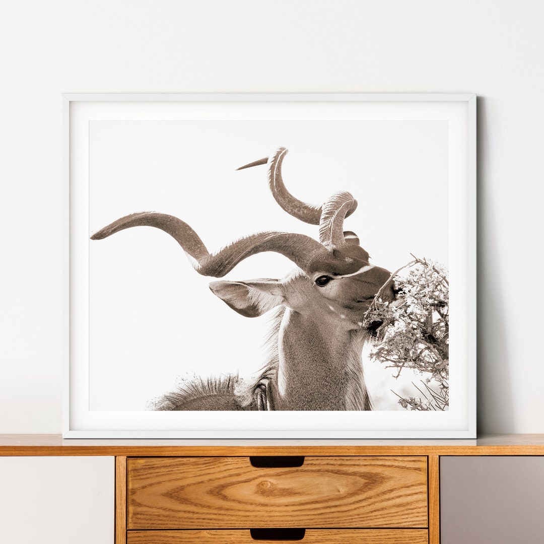 Wild Kudu Photo, Kudu Wall Art, Safari Photography, Animal Wall Art ...
