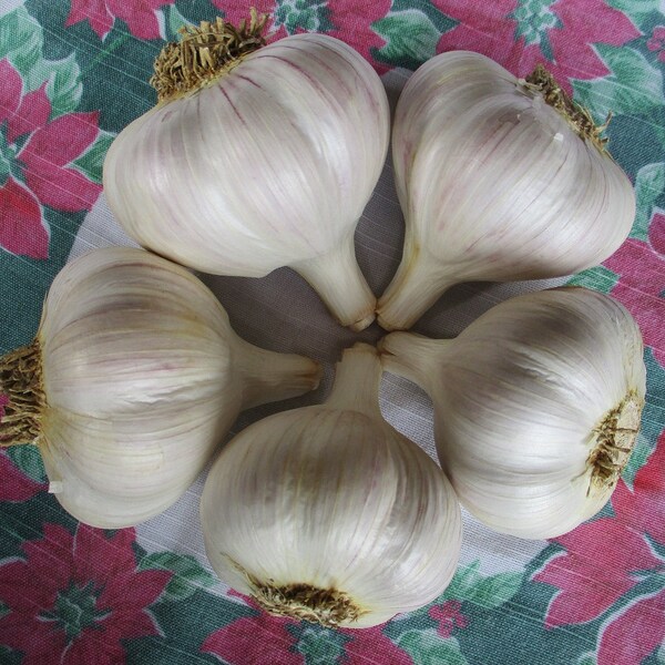 Garlic - Etsy