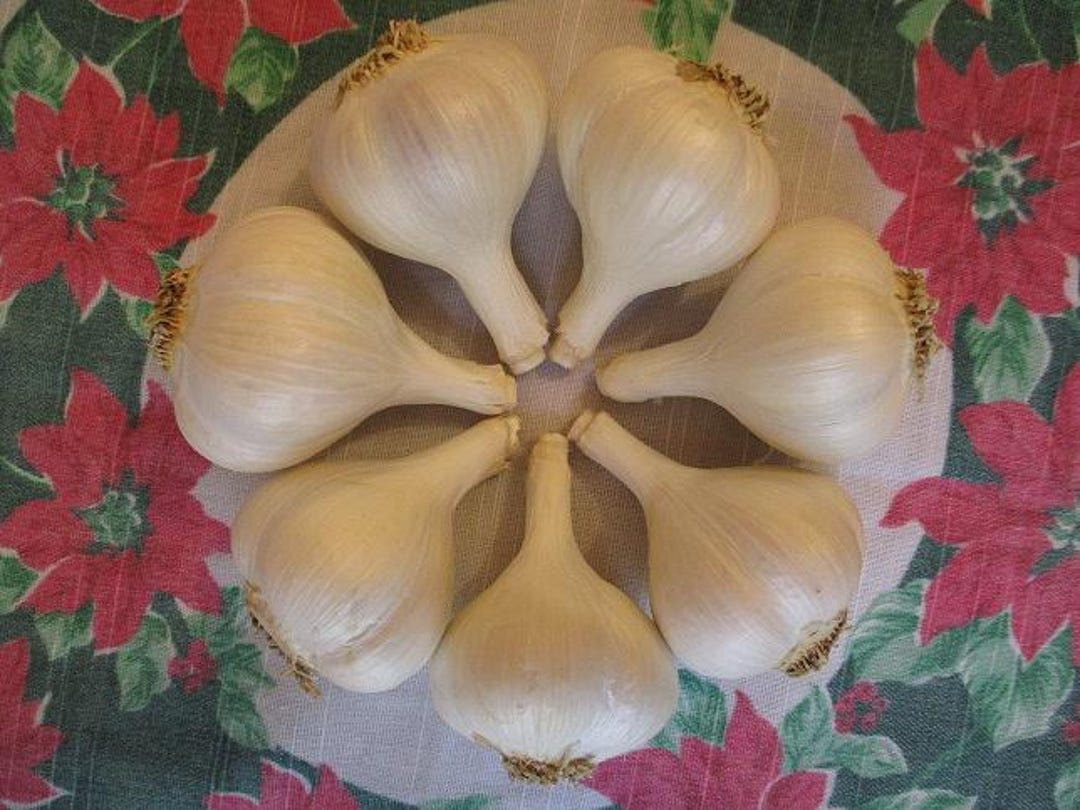 Georgia Crystal Garlic Bulbs Small Size: 1 5/8 to 1 7/8 Organically ...