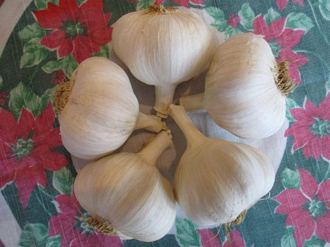 Georgian Fire Garlic Bulbs Large Size: 2 to 2 3/8 Organically Grown ...