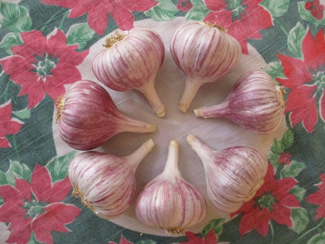 Duganski Culinary Garlic Bulbs - Small Size: 1 5/8" to 1 7/8 ...