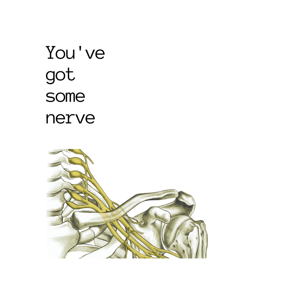 You’ve Got Some Nerve Brachial Plexus Occupational Physical Therapy ...