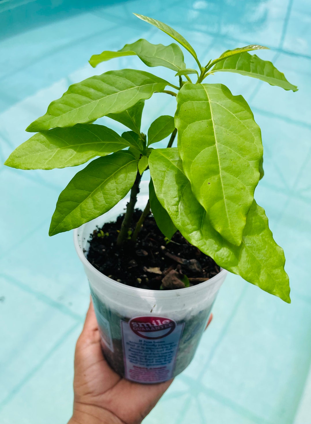 Hass Avocado Plant From Seed - Etsy