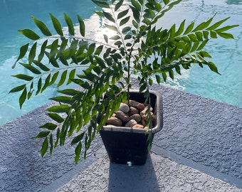 Curry Leaf Tree (sweet Neem) Live Plant - Etsy