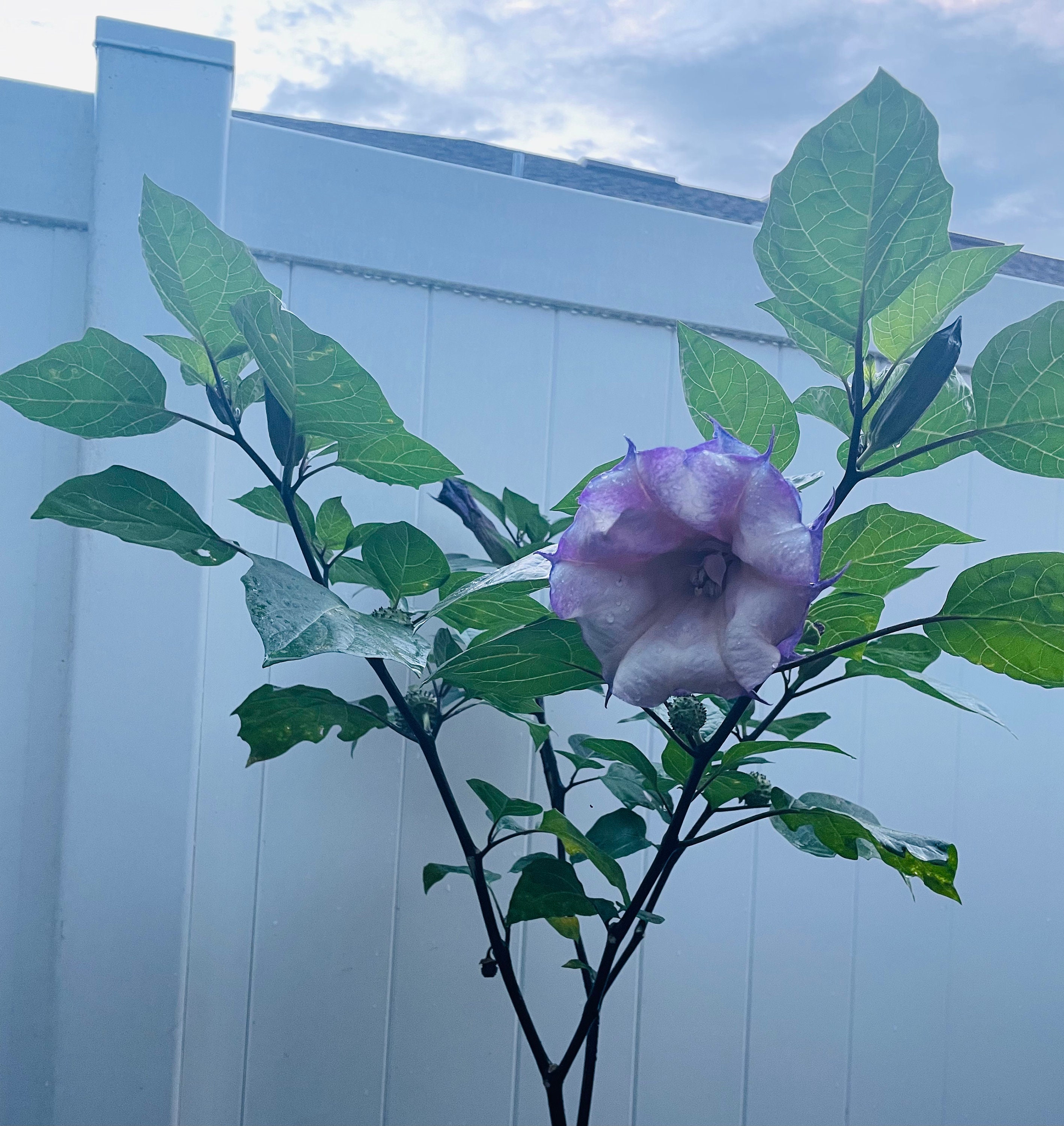 Double Datura Seed | Etsy