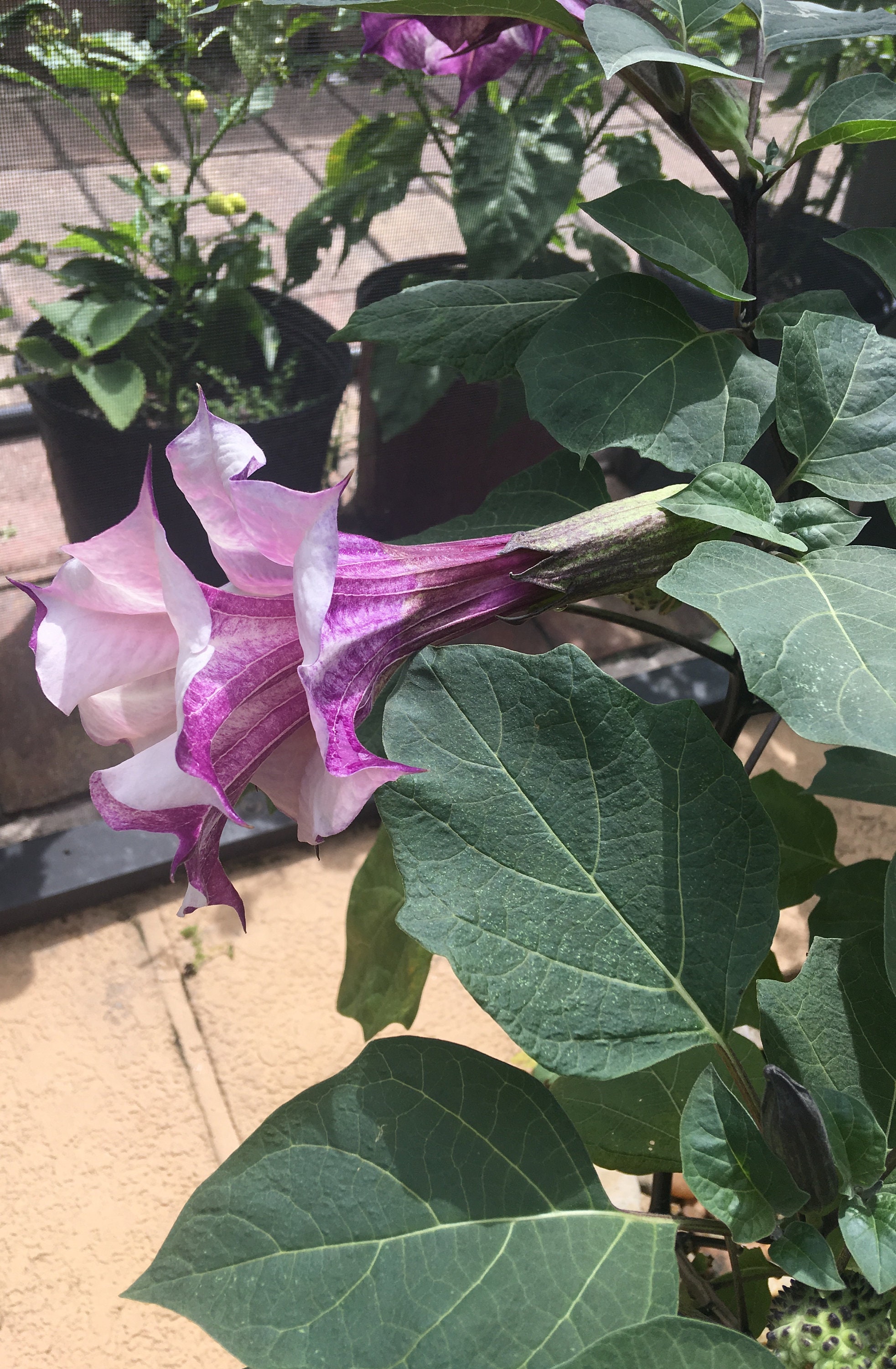 Double Datura Seed - Etsy