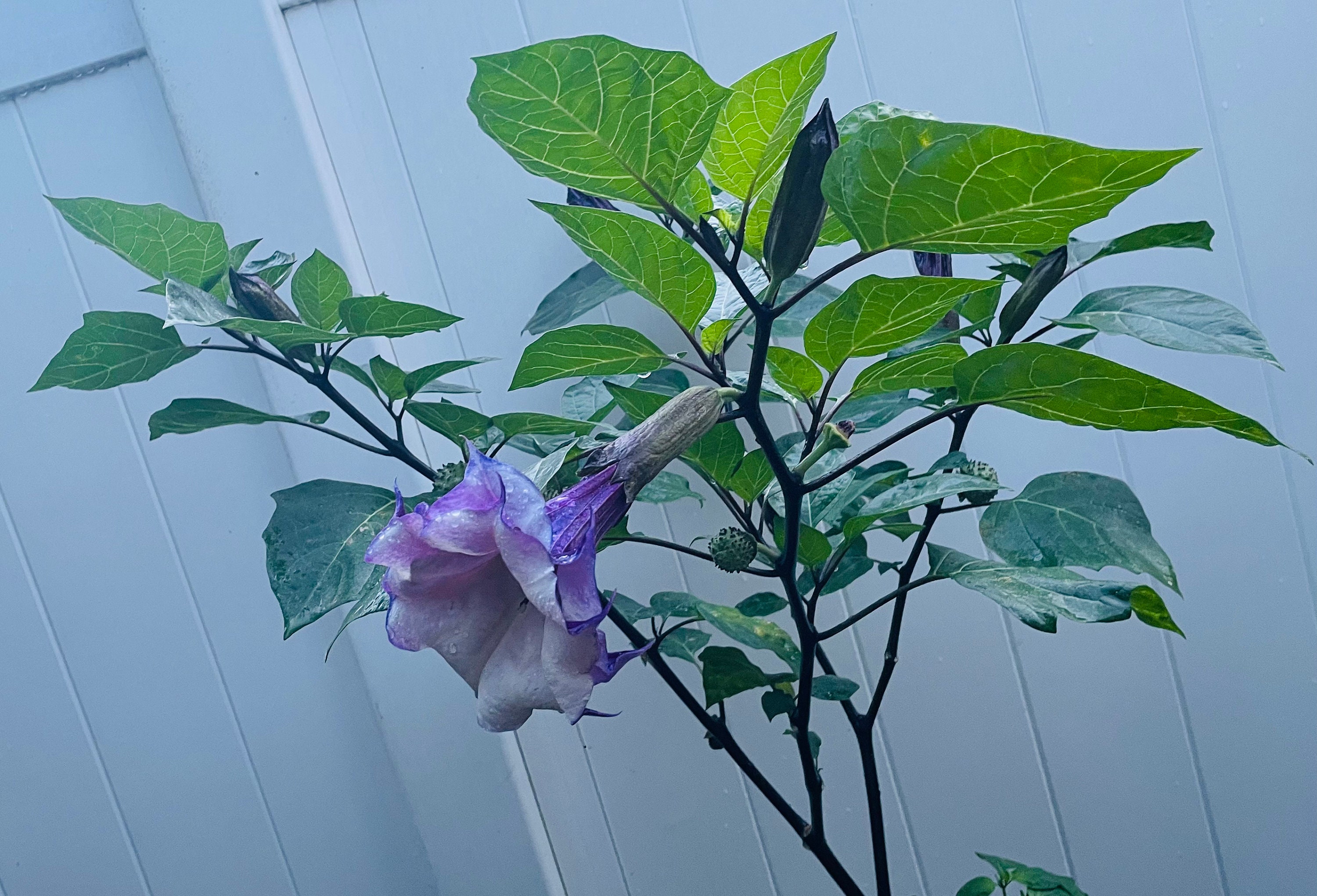 Double Datura Seed - Etsy