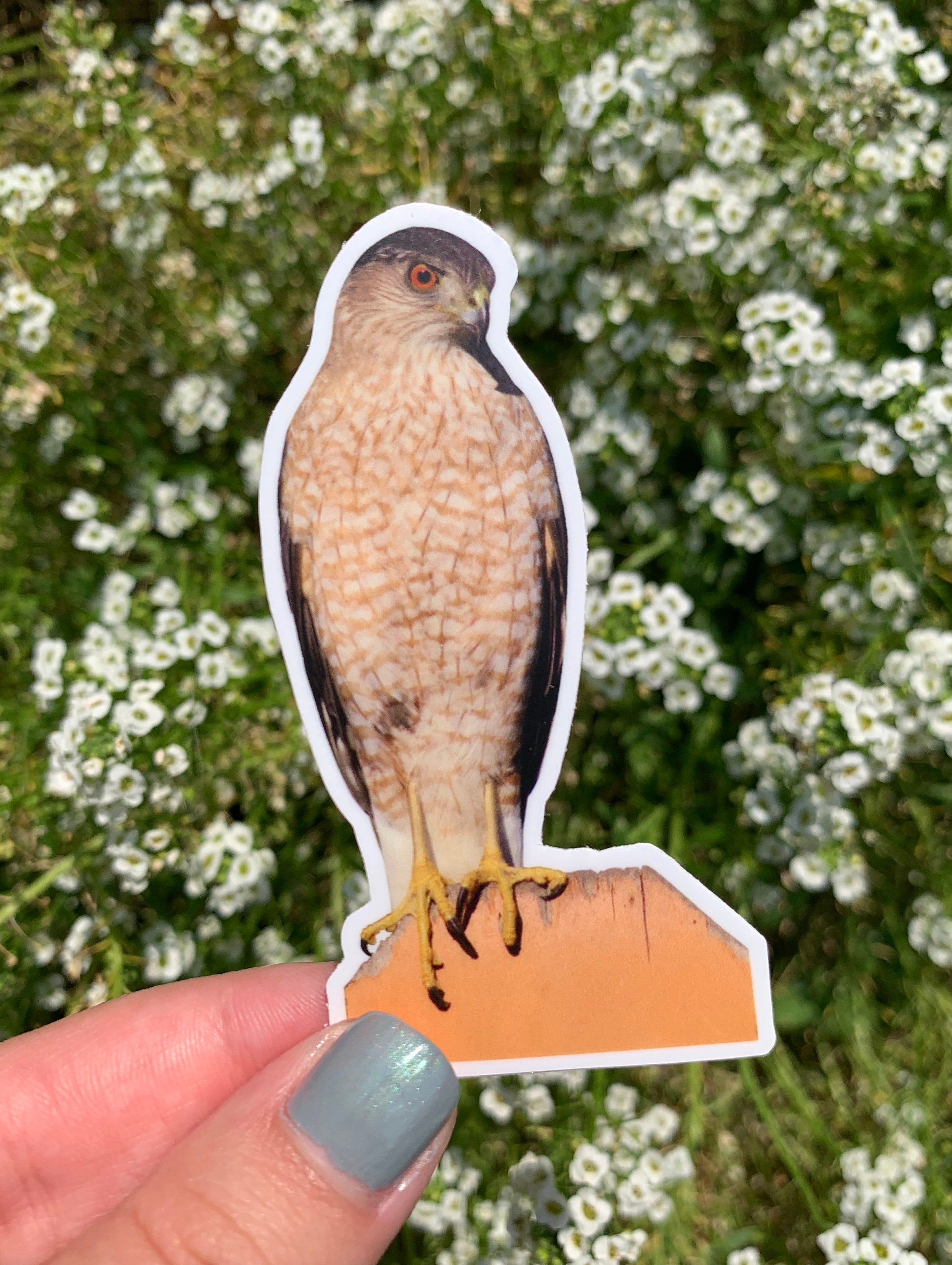 Cooper's Hawk Photo Vinyl Sticker - Etsy