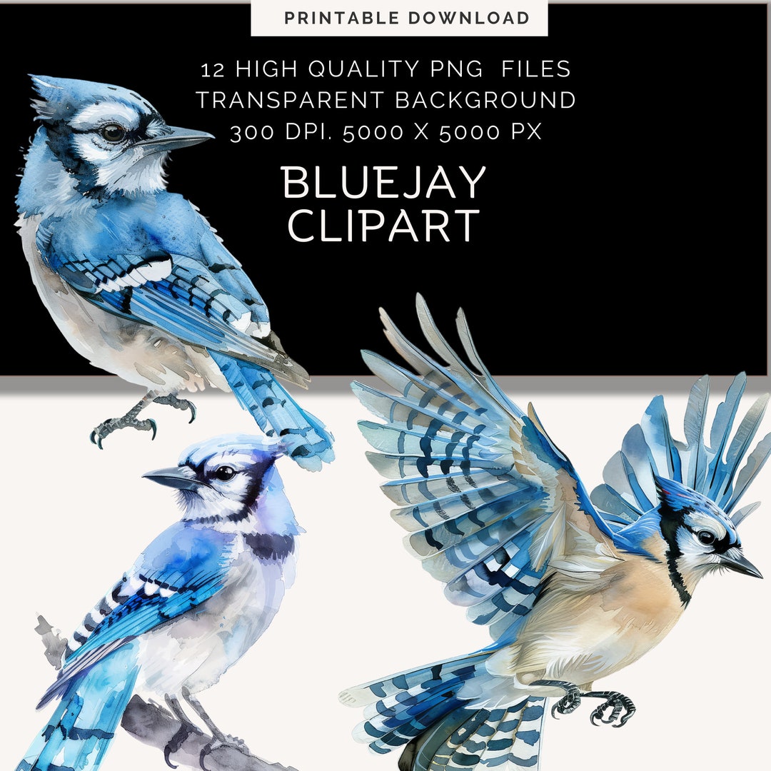 Blue Jay Clipart Collage Crafts Bluejay Clipart Png Digital Download ...