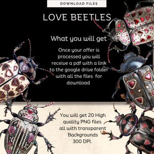Love Beetle Insect Clipart Bundle, 20 High Quality PNG, Folk Art Beetle ...