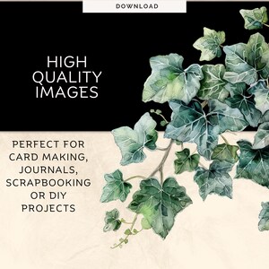 Watercolor Ivy Clip Art,digital Climbing Ivy Vines Clipart, PNG Format ...